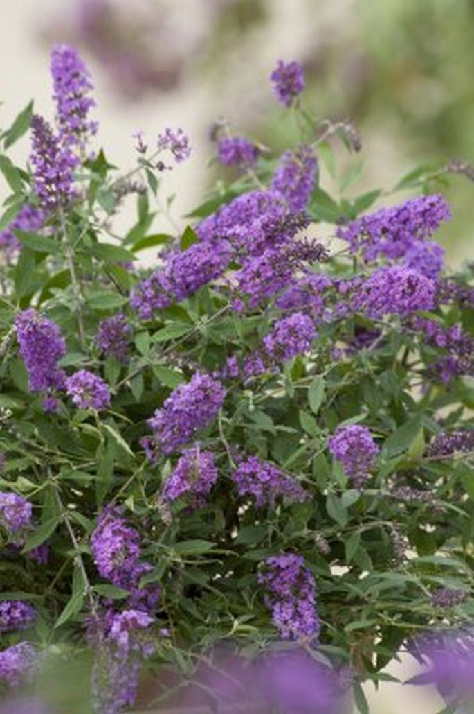 Buddleja davidii Summerlounge ‘Lilac Turtle’ & ‘Purple Lion’ & ‘White ...