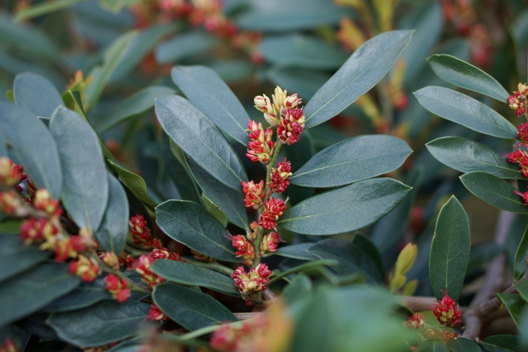 Distylium ‘Blue Cascade’ (‘PIIDISTII’PBR) EU 47554 - GROEN-Direkt Boskoop