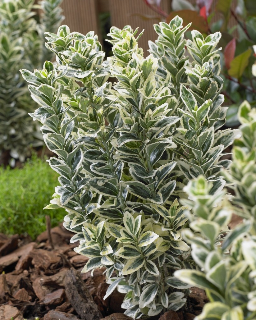 Euonymus japonicus ‘White Spire’ PBR - GROEN-Direkt Boskoop