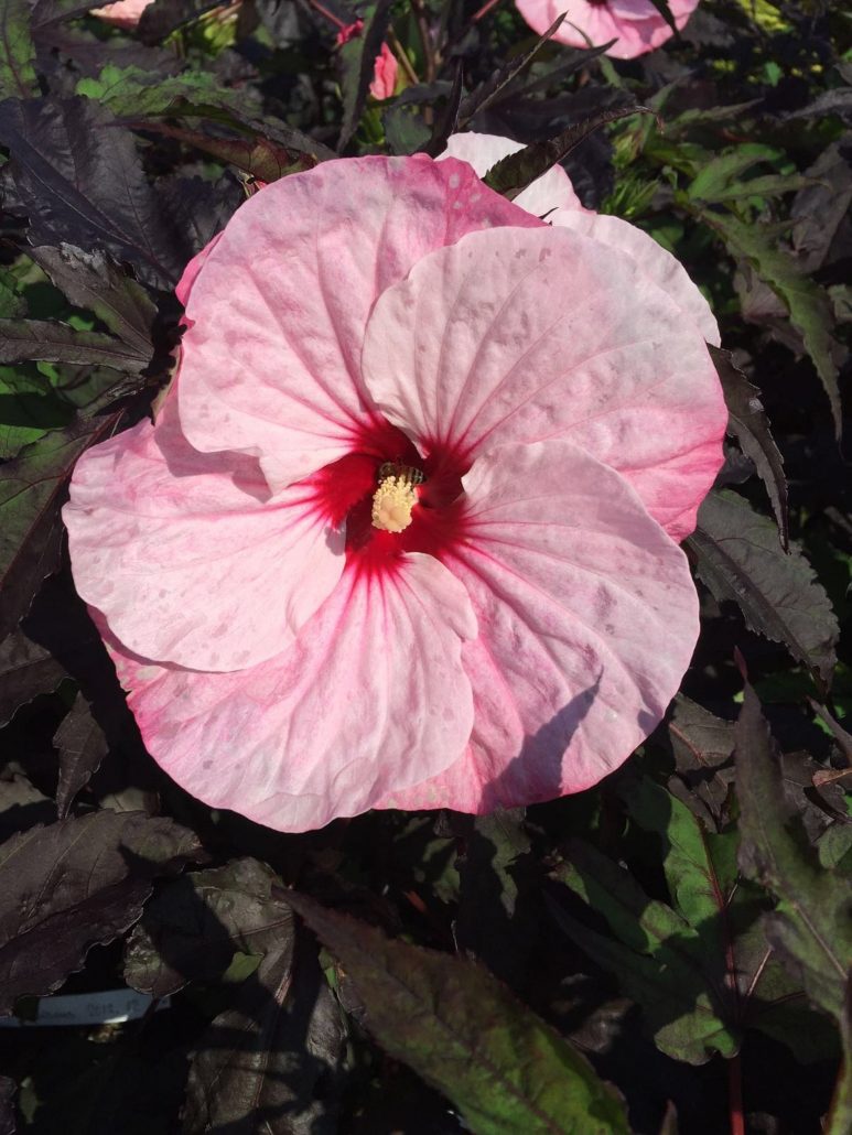 Hibiscus moscheutos Carousel® - GROEN-Direkt Boskoop