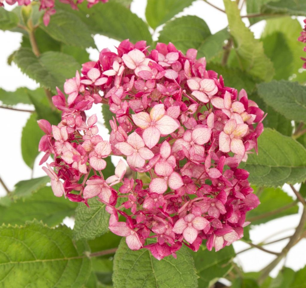 Hydrangea arborescens ‘Ruby Annabelle’® - GROEN-Direkt Boskoop