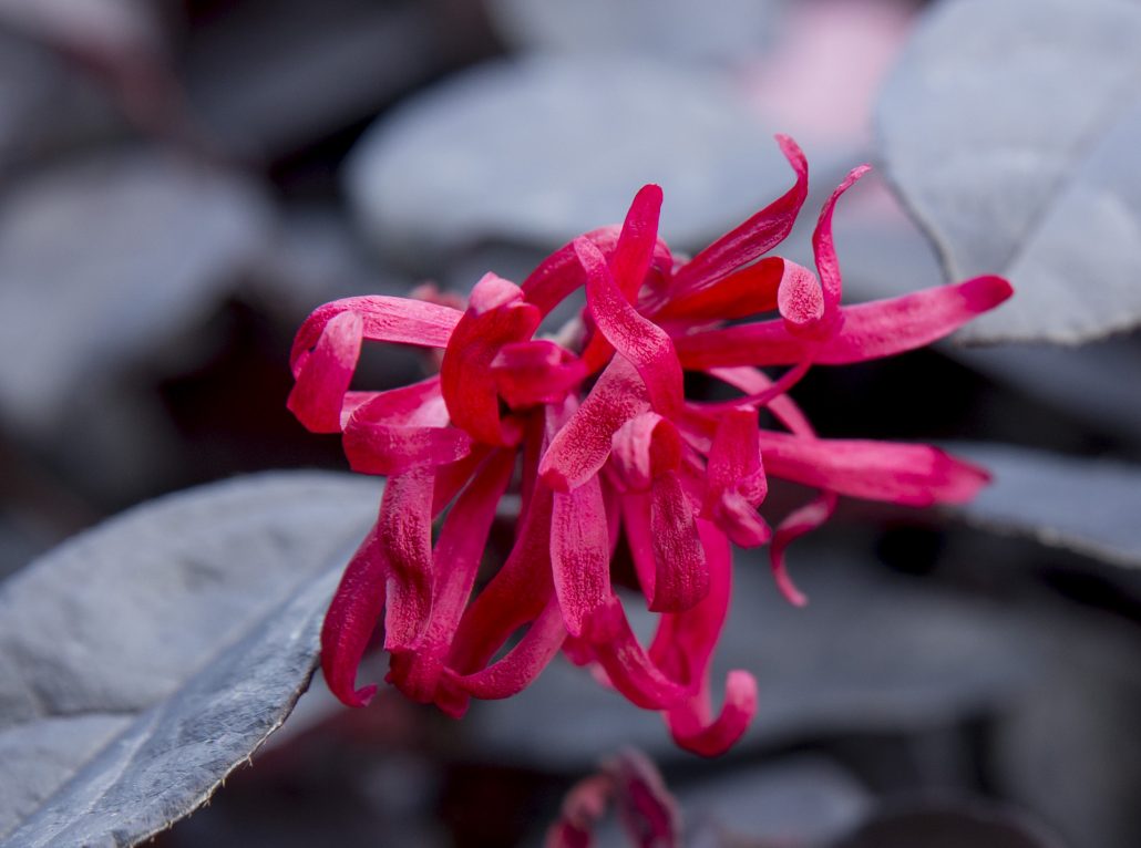 Loropetalum chinense ‘Ever Red’ (‘Chang Nian Hong’PBR) - GROEN-Direkt ...