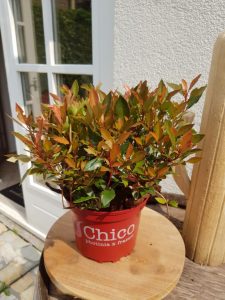 Photinia fraseri ‘Chico’ PBR - GROEN-Direkt Boskoop