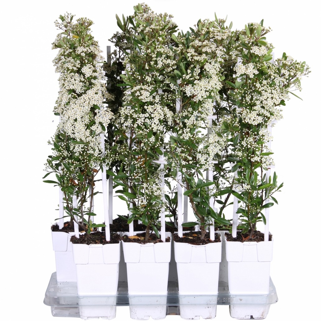 Pyracantha coccinea ‘Red Star’ PBR EU 43424 - GROEN-Direkt Boskoop