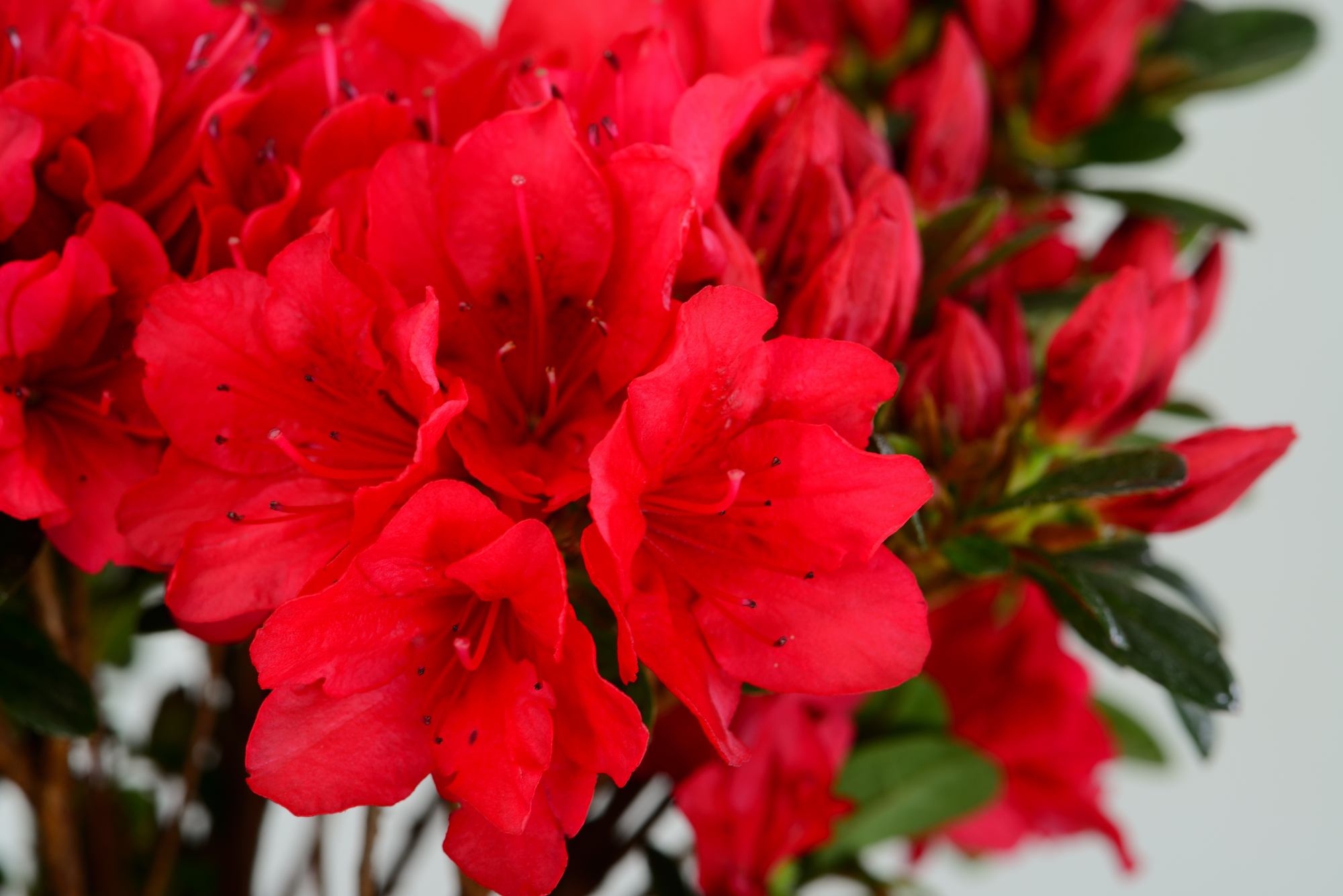 Rhodondendron Azalea japonica 'Ruby's Love' - GROEN-Direkt Boskoop