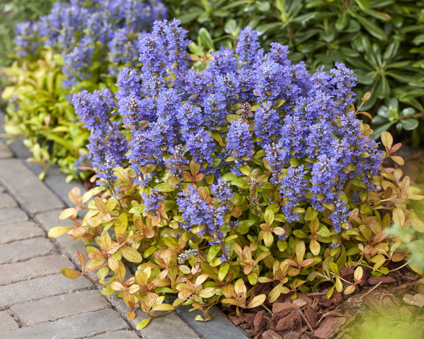 Ajuga 'Fanfin' (FEATHERED FRIENDS FANCY FINCH) - GROEN-Direkt Boskoop