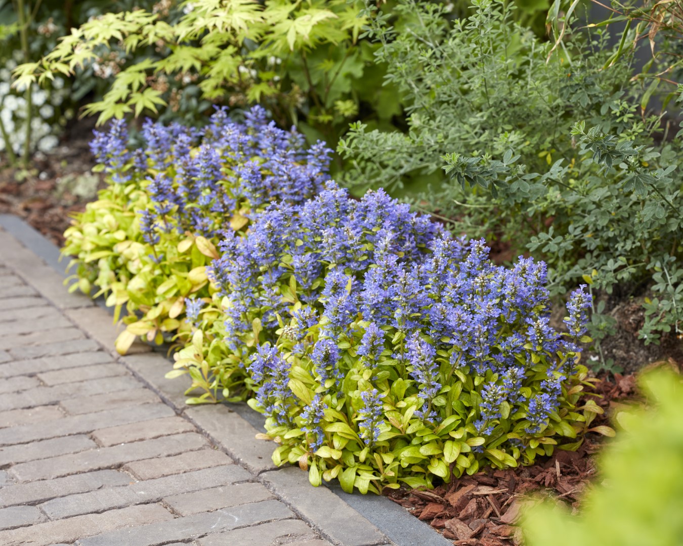 Ajuga 'Petpar' (FEATHERED FRIENDS PETITE PARAKEET) - GROEN-Direkt Boskoop