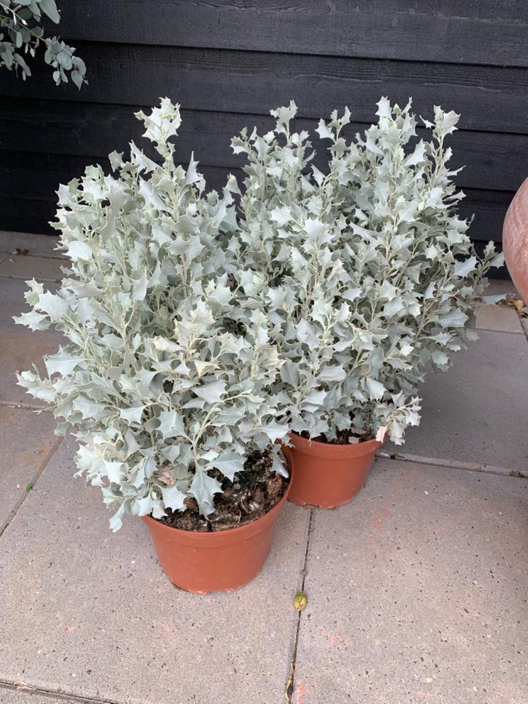 Atriplex nummularia 'Silver Holly' - GROEN-Direkt Boskoop