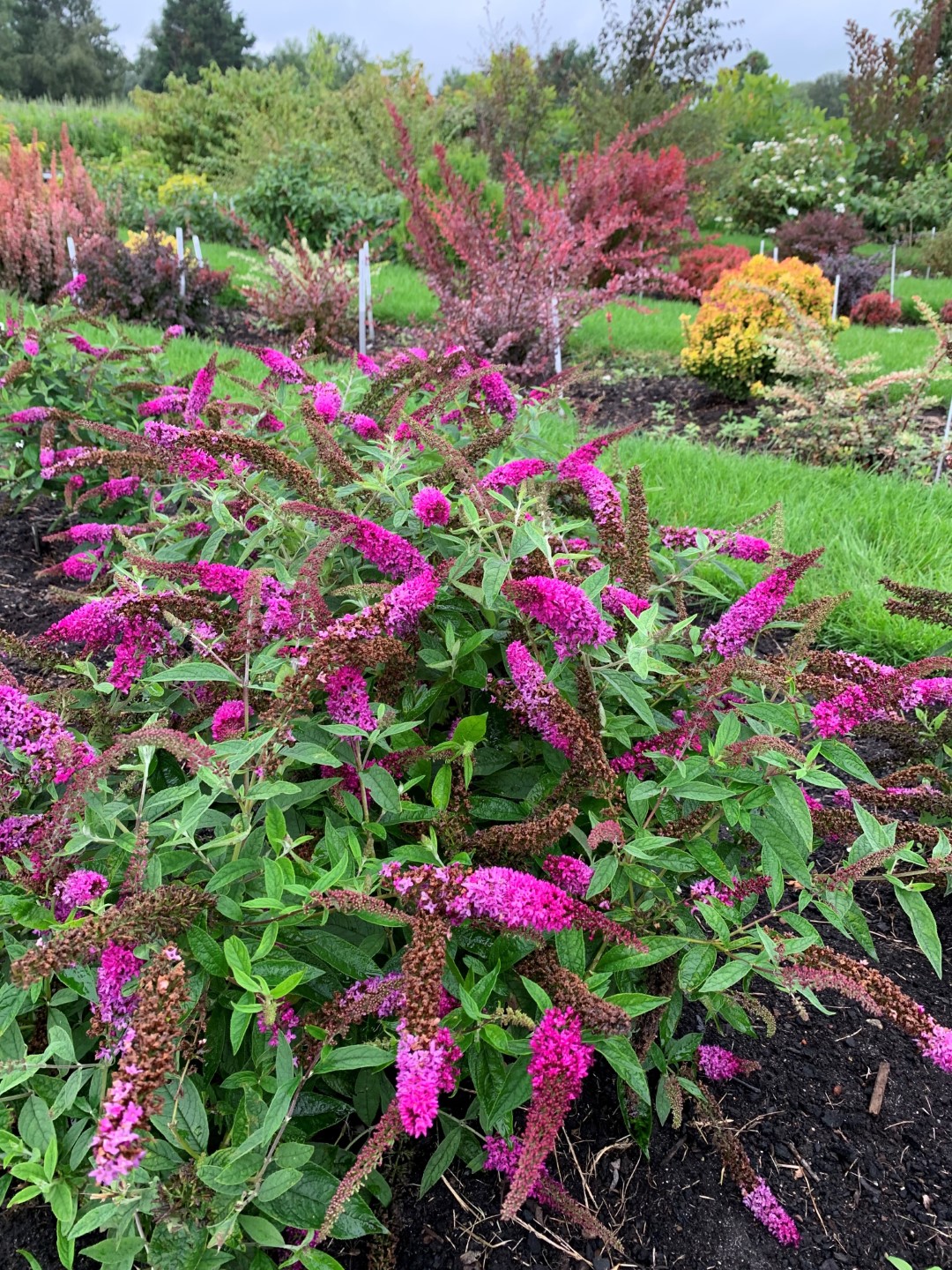 Buddleja davidii 'SMNBDD' (RUBY CHIP) - GROEN-Direkt Boskoop