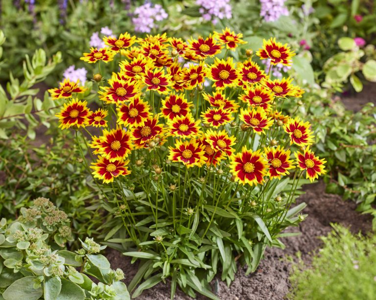 Coreopsis grandiflora 'MVNC1902' (SOLAR JEWEL) - GROEN-Direkt Boskoop