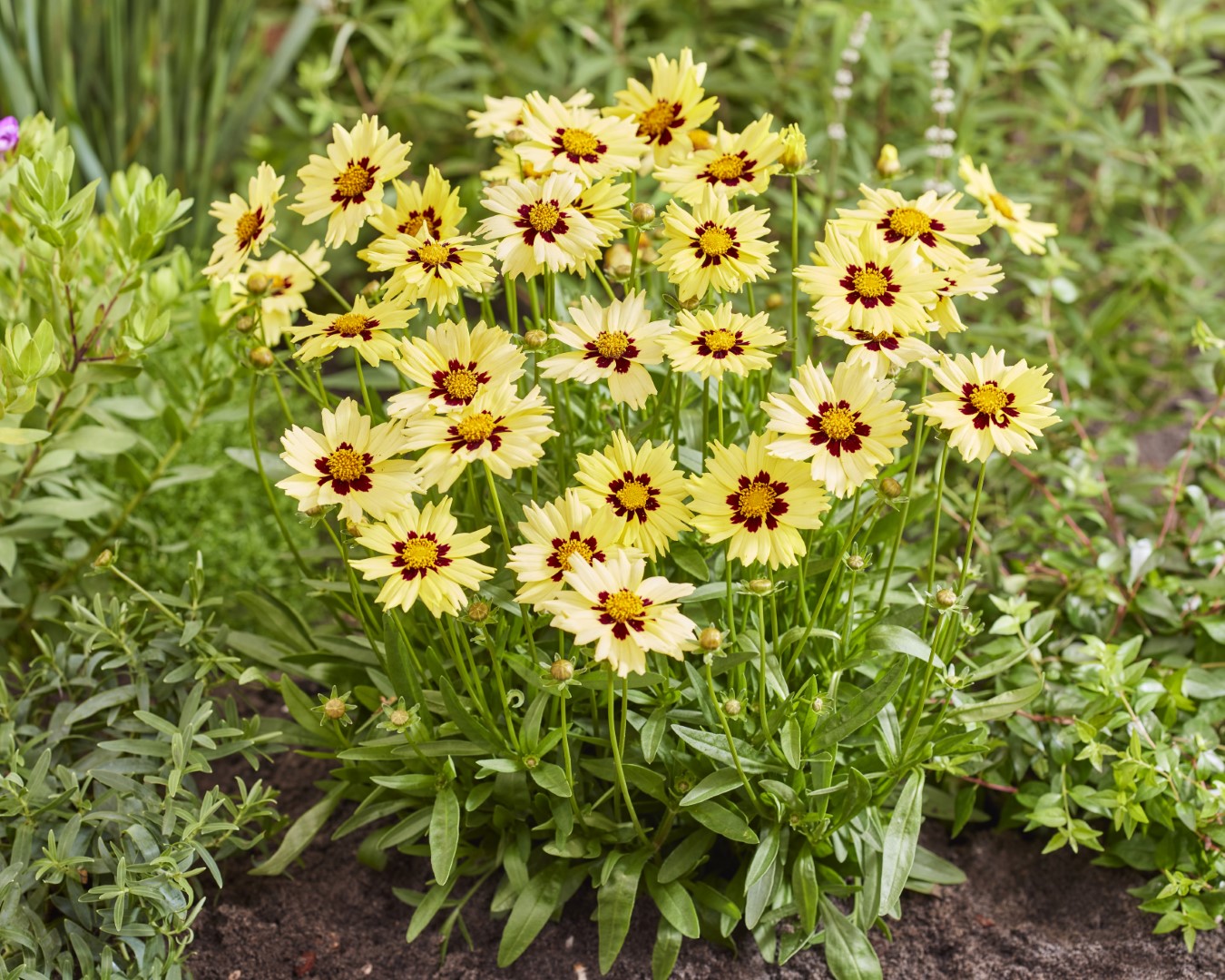 Coreopsis grandiflora 'MVNC1906' (SOLAR MOON) - GROEN-Direkt Boskoop