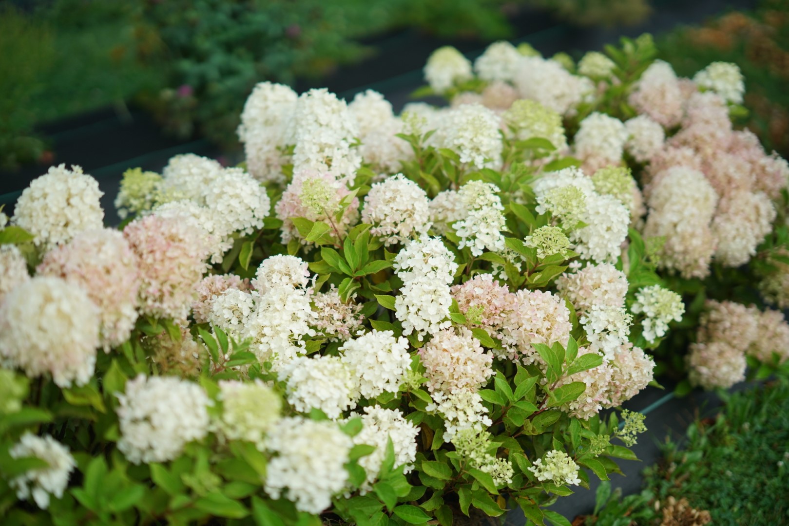 Hydrangea paniculata 'SMNHPK' (FIRE LIGHT TINY BIT) - GROEN-Direkt Boskoop