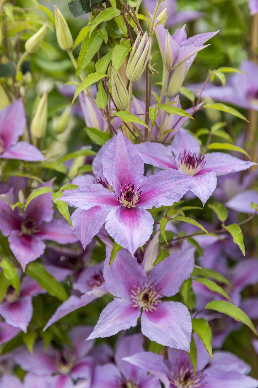 Clematis 'Zo18179' (PROUD MARY) - GROEN-Direkt Boskoop
