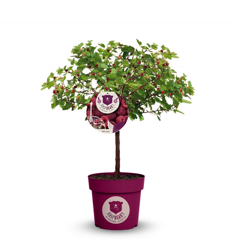 Rubus idaeus 'Hararasp' (RASPBEARY) - GROEN-Direkt Boskoop