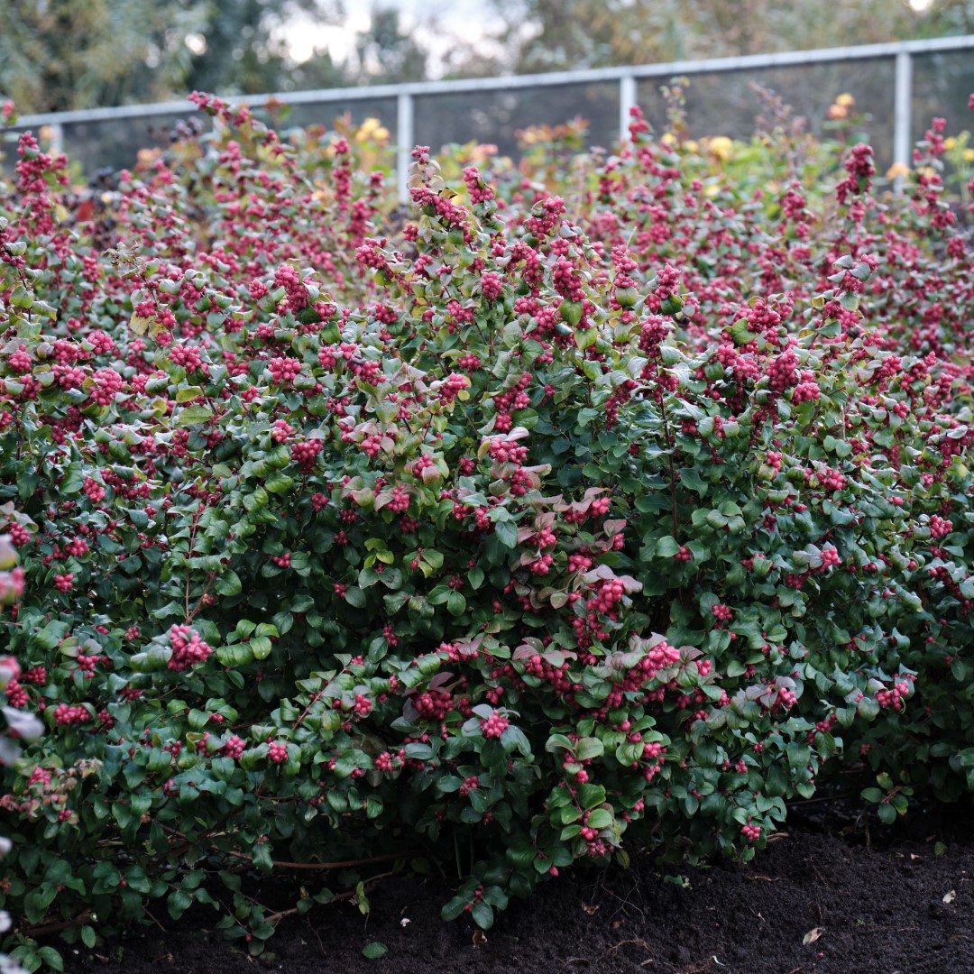 Symphoricarpos orbiculatus 'Kolmaberc' (MAGICAL WINTER BERRY) - GROEN ...
