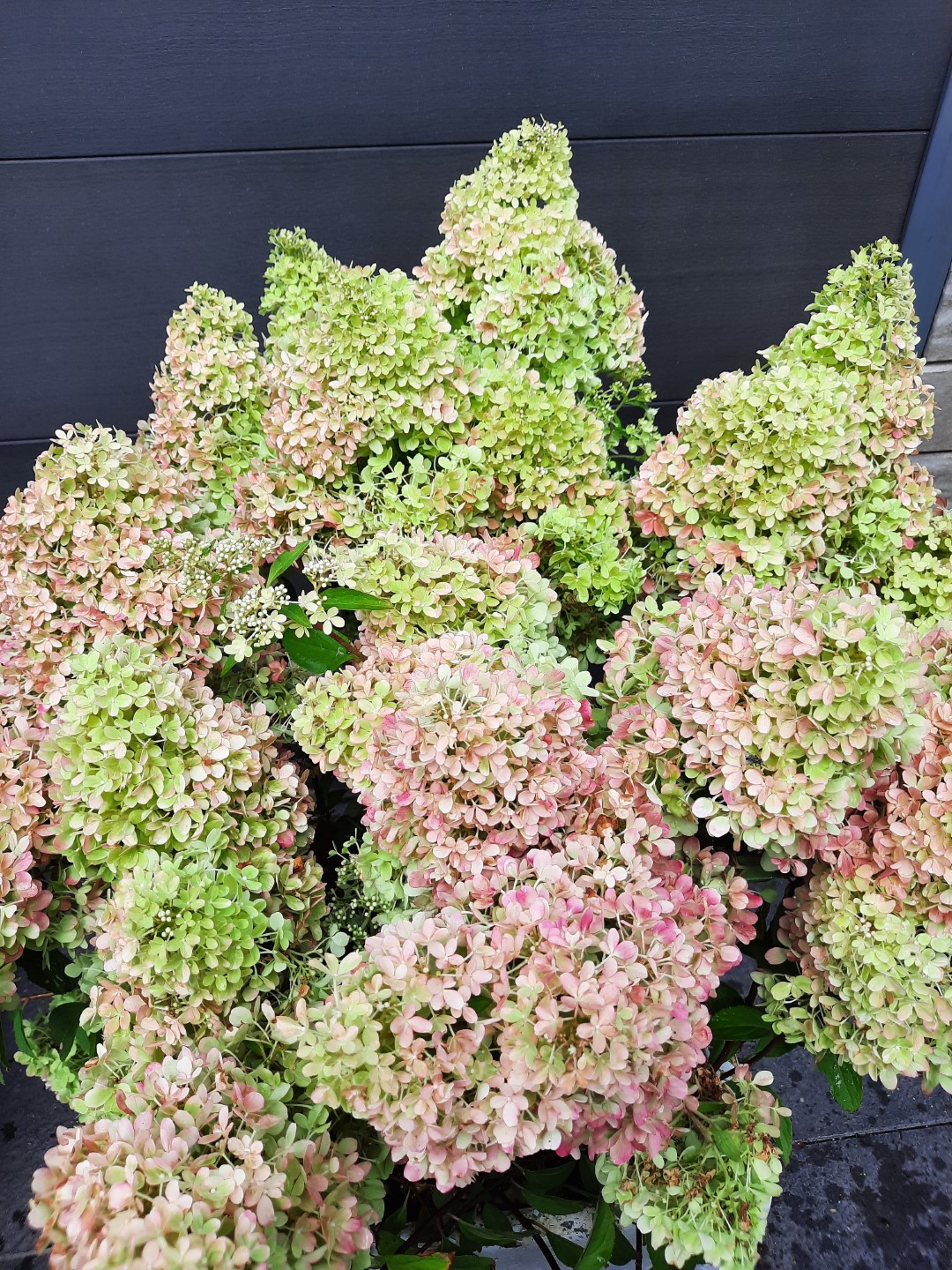 Hydrangea paniculata 'Coussine' (PETITE FLORI) - GROEN-Direkt Boskoop