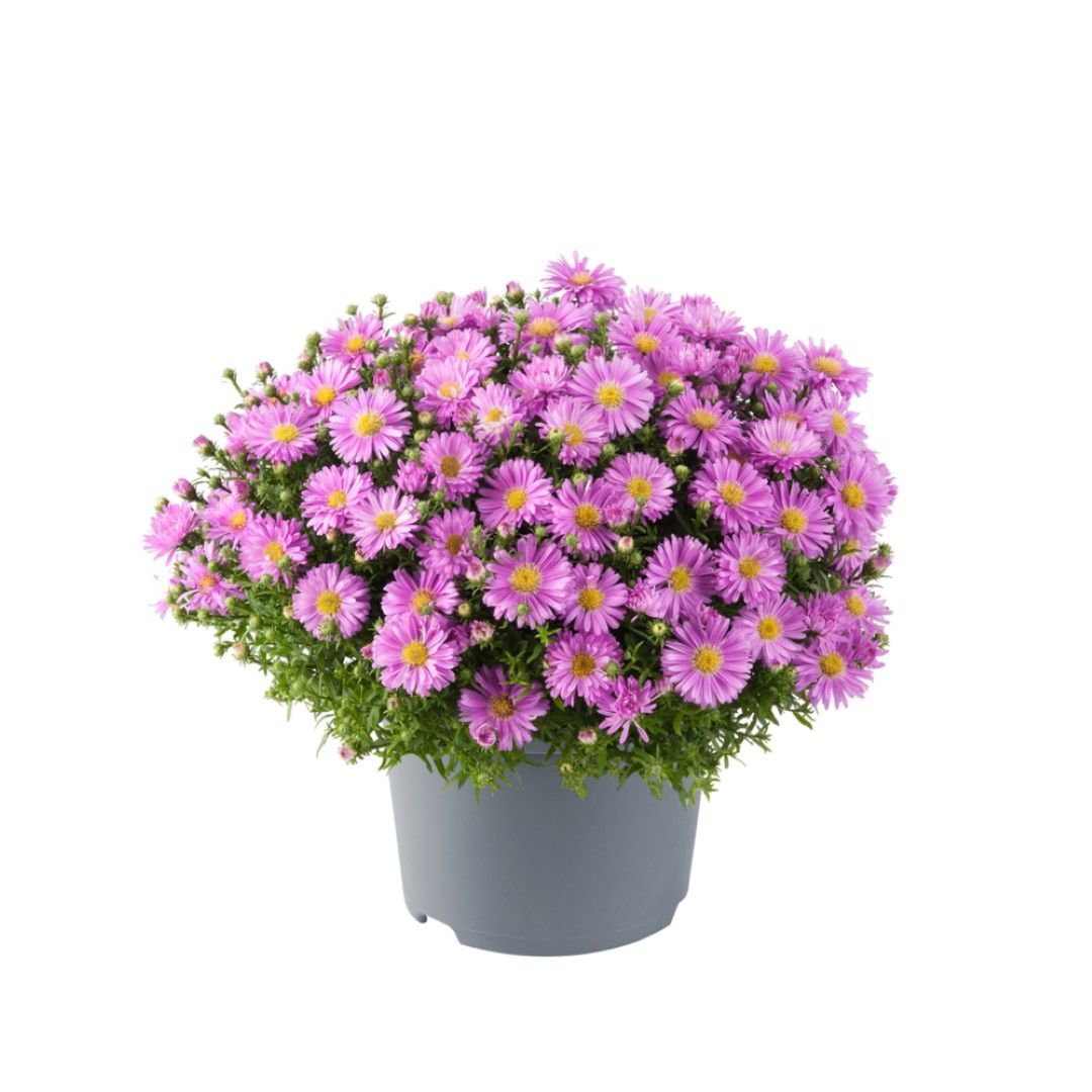 Aster dumosus ‘Alpha Light Pink’ - GROEN-Direkt Boskoop