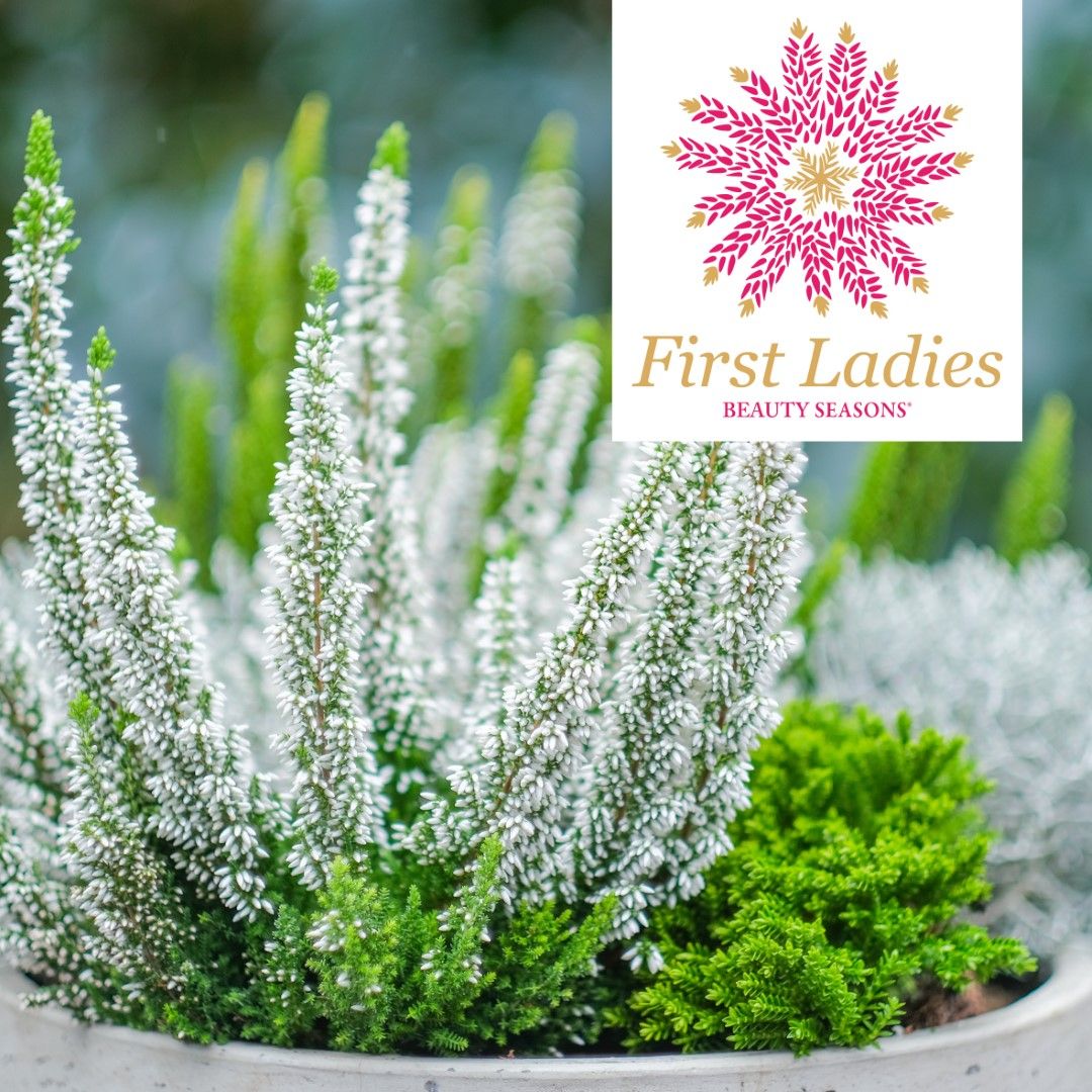 Calluna vulgaris 'Lady Veronika' (FIRST LADIES) - GROEN-Direkt Boskoop