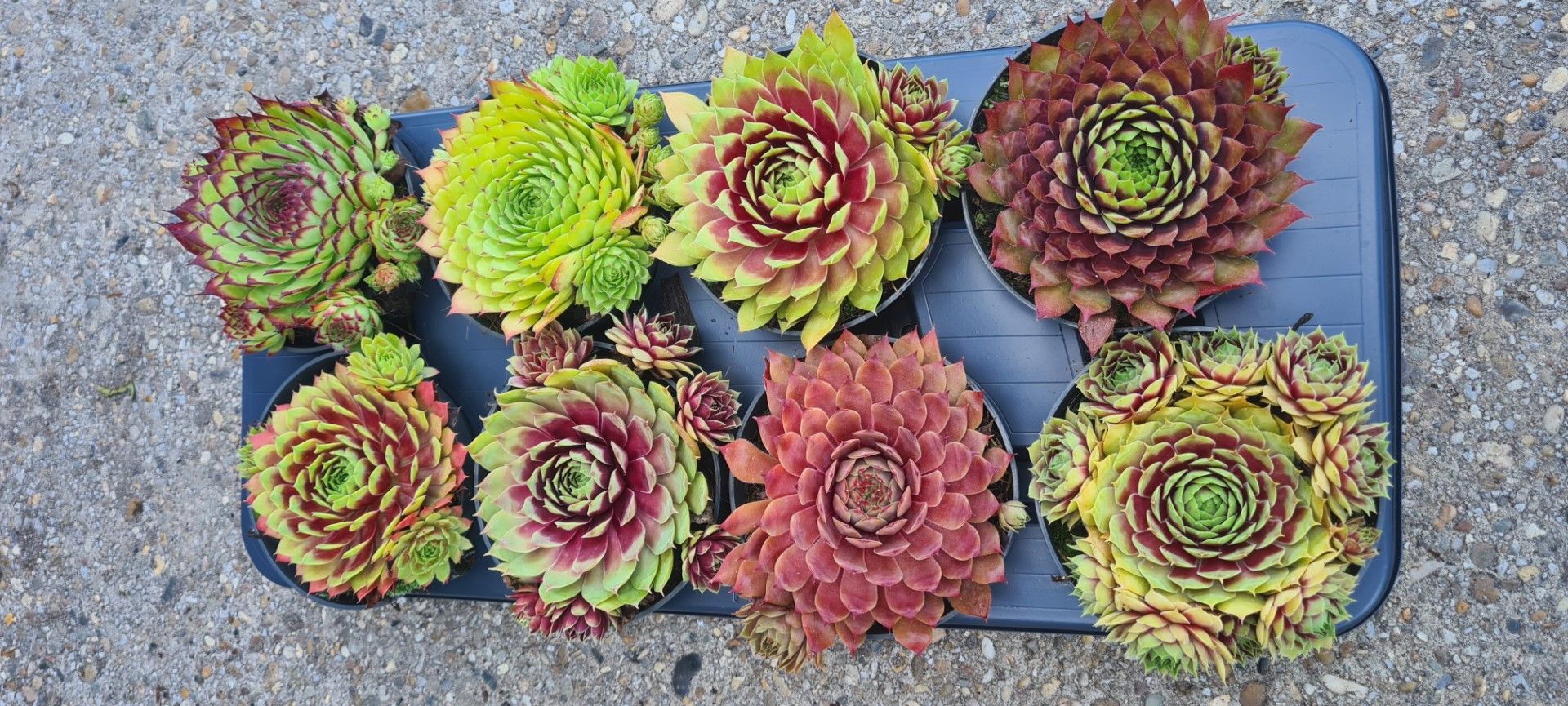 Sempervivum Toetie Froeties® Mojito - GROEN-Direkt Boskoop