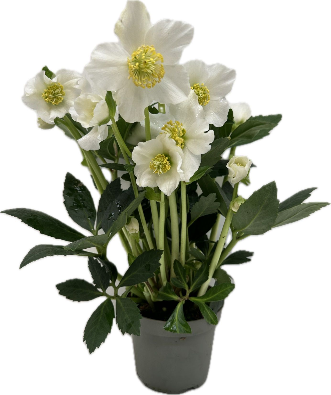 Helleborus niger 'White Magic' - GROEN-Direkt Boskoop