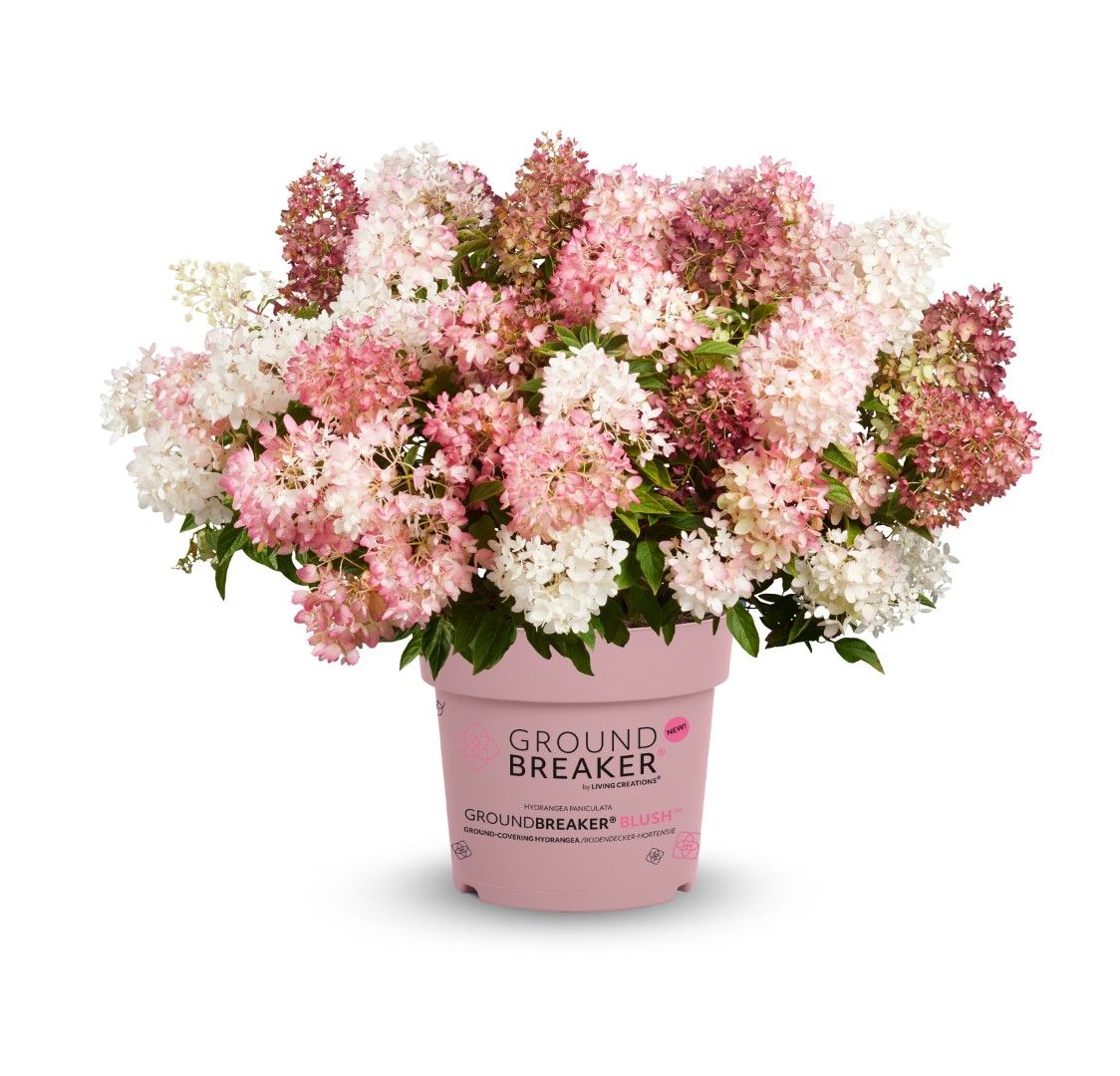 Hydrangea paniculata ‘LC NO21’ (GROUNDBREAKER® BLUSH) - GROEN-Direkt ...