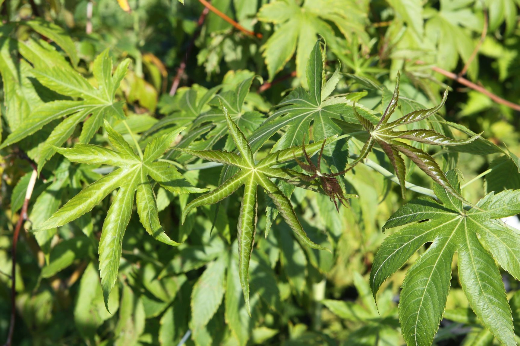 Rubus (chingii var. suavissimus) Sugarleaf® ‘Innocent’ - GROEN-Direkt ...