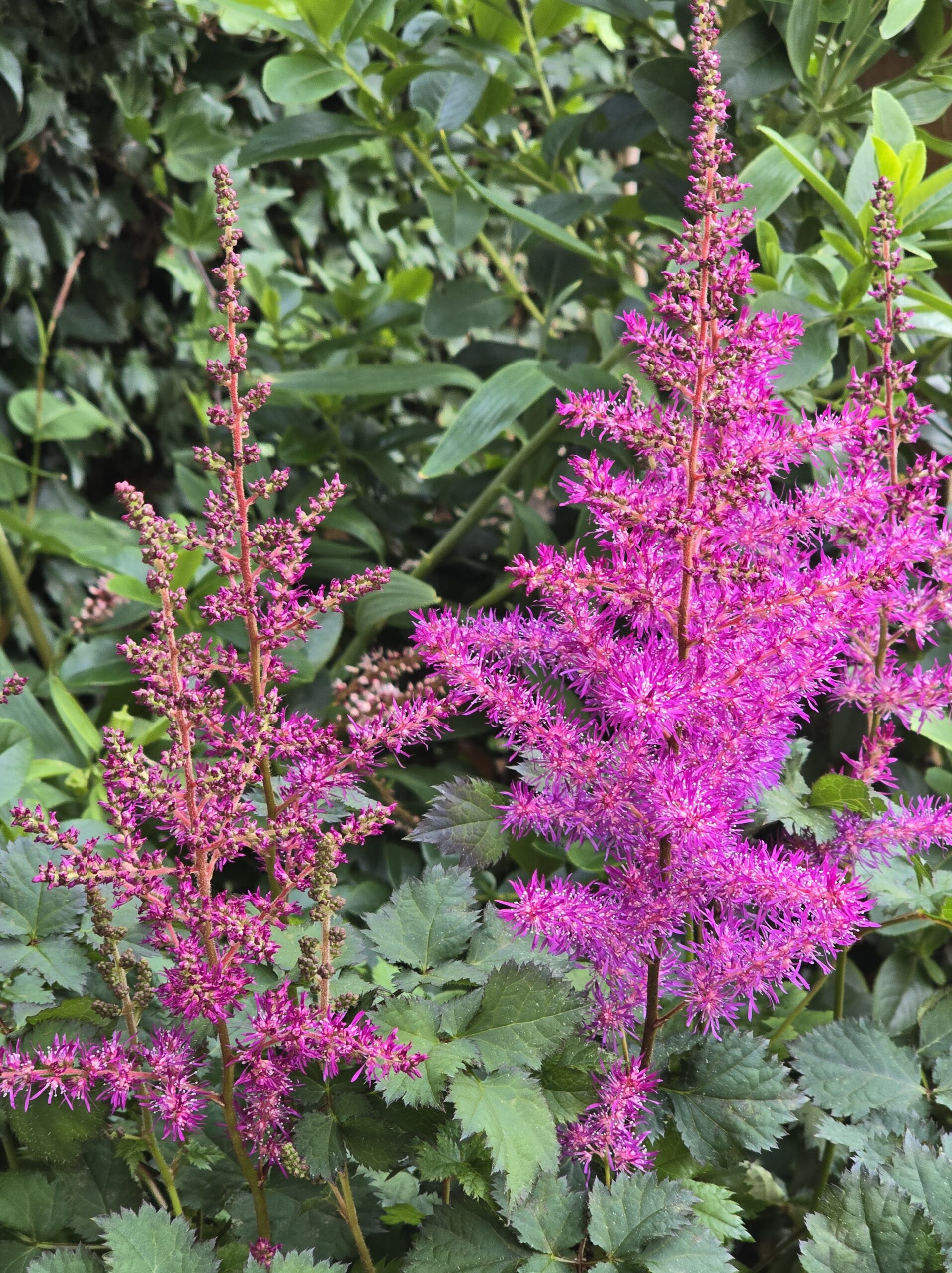 Astilbe chinensis ‘Mighty Max’ - GROEN-Direkt Boskoop