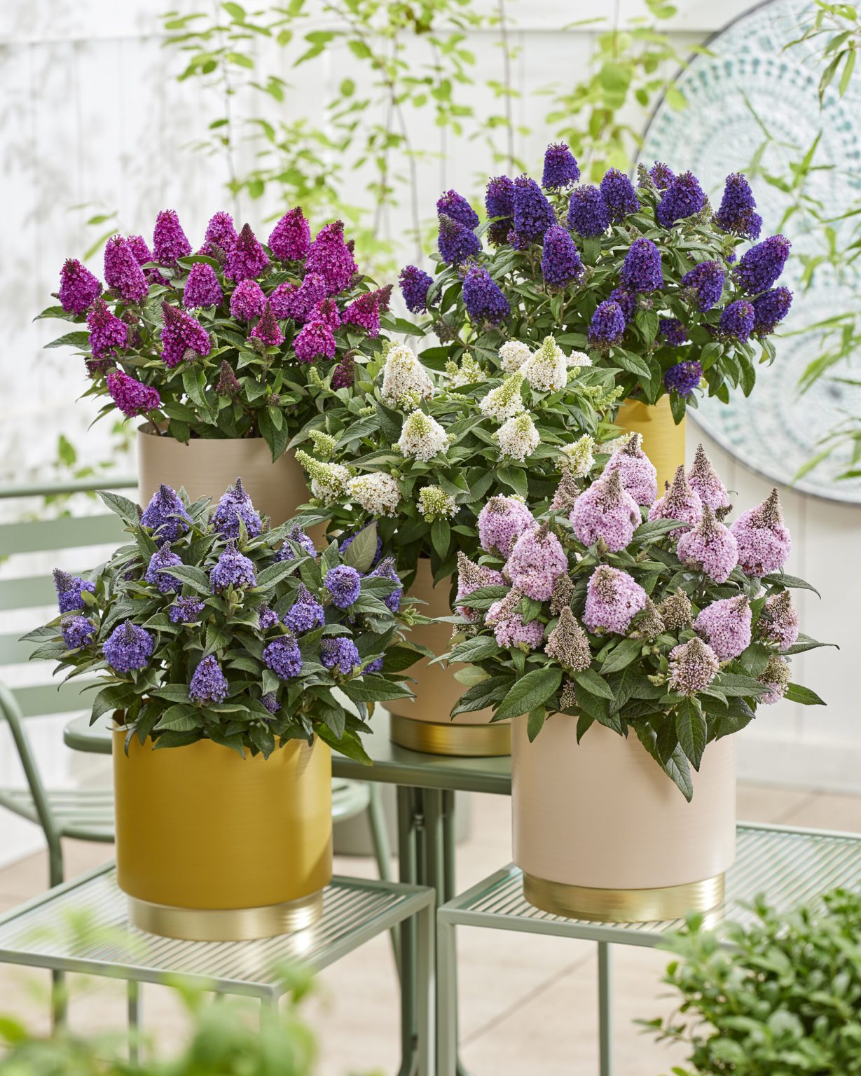 Buddleja davidii Little Rockstars® - GROEN-Direkt Boskoop