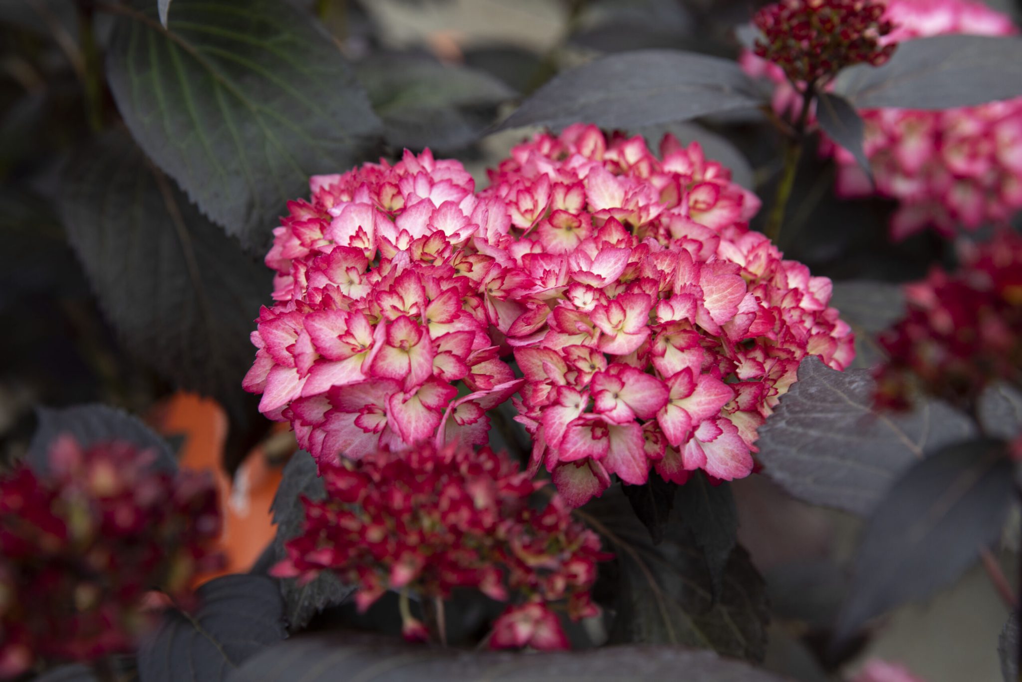 First Editions® Eclipse® Bigleaf Hydrangea - GROEN-Direkt Boskoop
