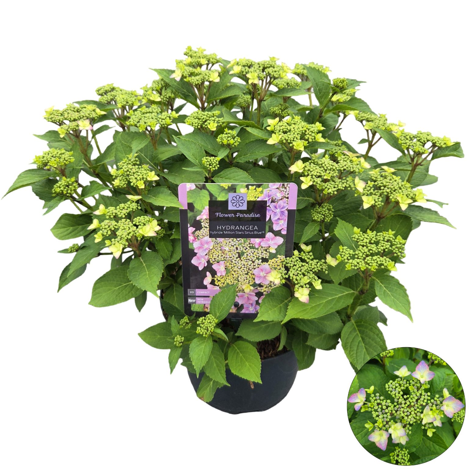 Hydrangea macrophylla 'Hokosiri' (MILLION STARS) - GROEN-Direkt Boskoop